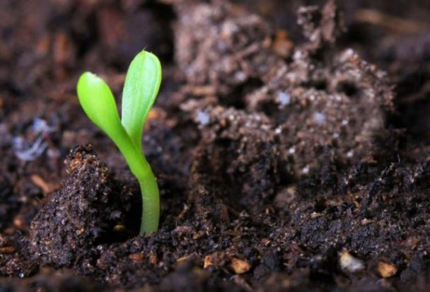 23 Cara Membuat Tanah Lebih Subur, Salah Satunya Pakai Pupuk Kimia?