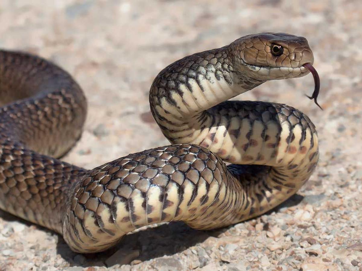 22 Cara Mengusir Ular yang Paling Efektif, Dijamin Ampuh! - Best Seller ...