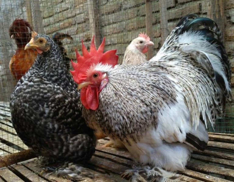 14 Jenis Ayam Hias Cantik dan Cara Merawatnya yang Baik!