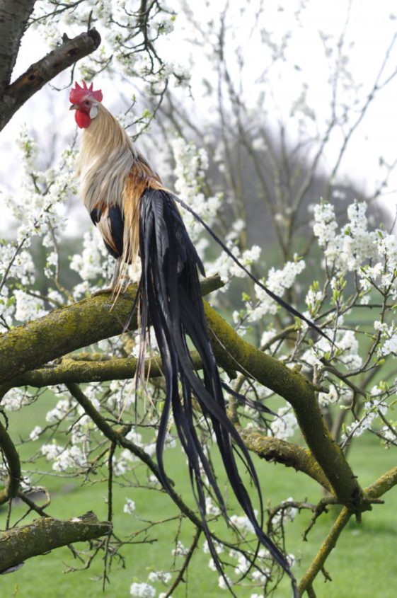 14 Jenis Ayam Hias Cantik dan Cara Merawatnya yang Baik!