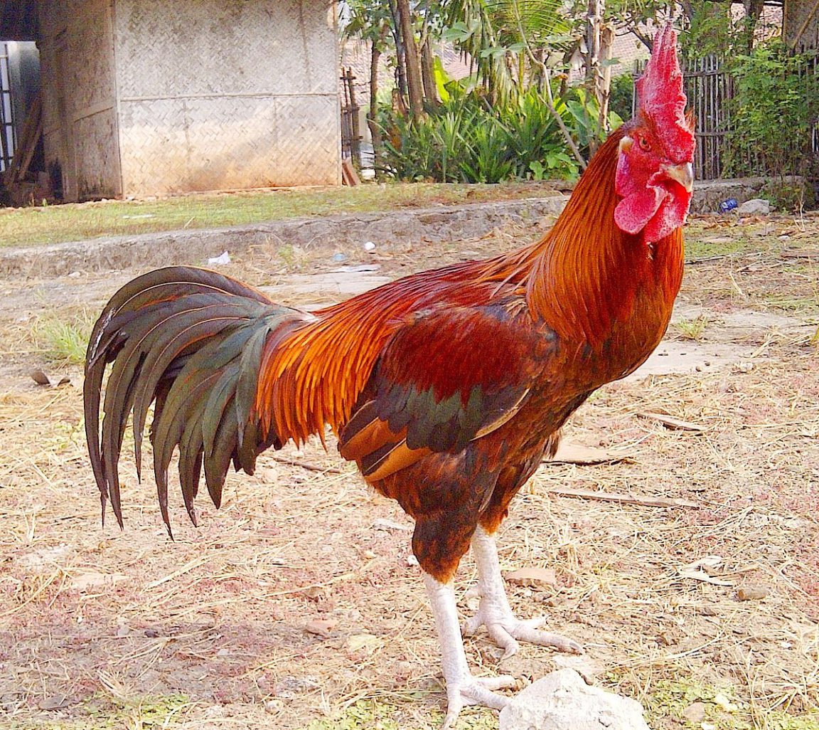 14 Jenis Ayam Hias Cantik dan Cara Merawatnya yang Baik!