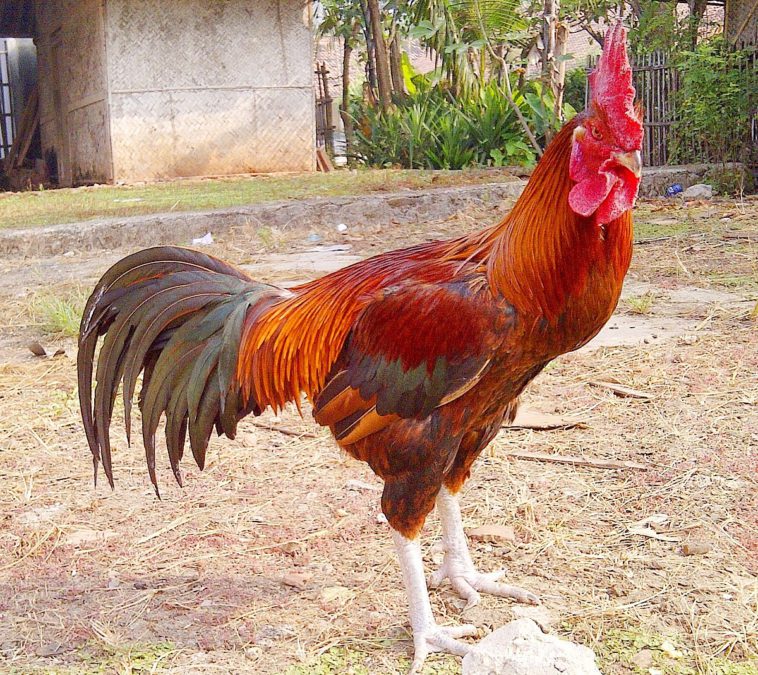 14 Jenis Ayam Hias Cantik dan Cara Merawatnya yang Baik!