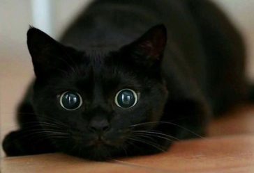 10 Jenis Ras Kucing Kecil yang Lucu dan Menggemaskan Dipelihara!