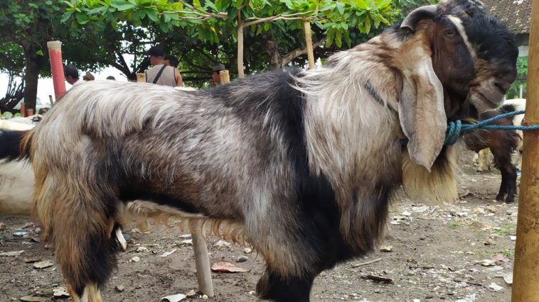 12 Jenis Kambing di Indonesia serta Manfaat dan Tips Pengolahannya!