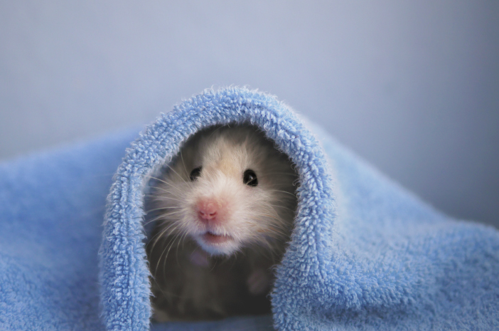 Jenis Hamster Peliharaan Beserta Cara Merawatnya! - Best Seller Gramedia