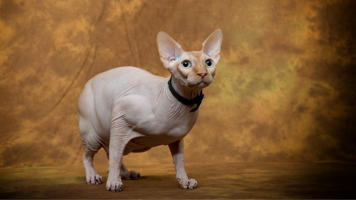 10 Jenis Ras Kucing Kecil yang Lucu dan Menggemaskan Dipelihara!