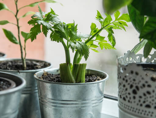 Manfaat Daun Seledri dan Efek Sampingnya untuk Tubuh