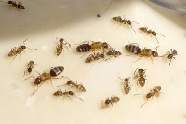 8 Jenis Semut Beserta Cara Mengusirnya! - Best Seller Gramedia