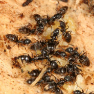 8 Jenis Semut Beserta Cara Mengusirnya! - Best Seller Gramedia