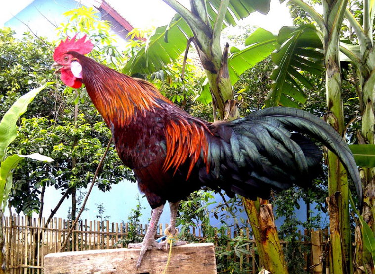 14 Jenis Ayam Hias Cantik dan Cara Merawatnya yang Baik!