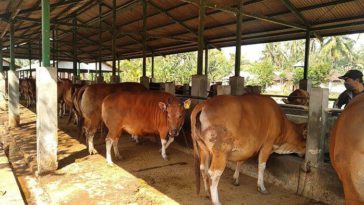 11 Jenis Sapi Ternak Di Indonesia Beserta Manfaat Bagi Kesehatan!