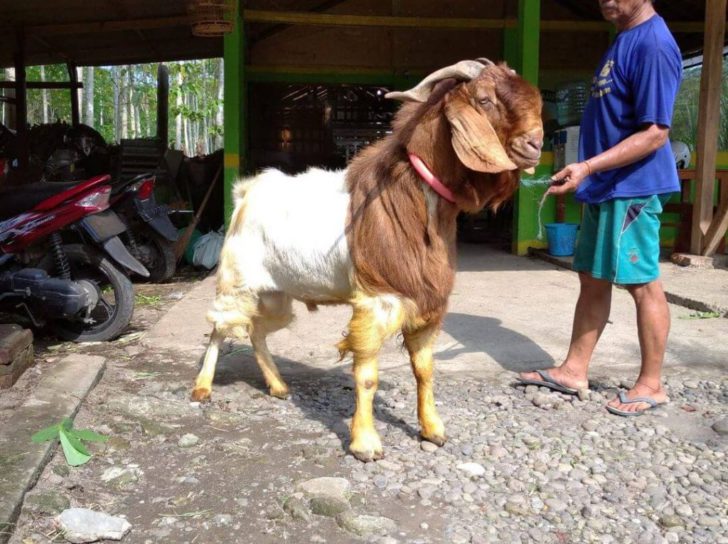 12 Jenis Kambing di Indonesia serta Manfaat dan Tips Pengolahannya!