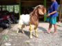 12 Jenis Kambing di Indonesia serta Manfaat dan Tips Pengolahannya!