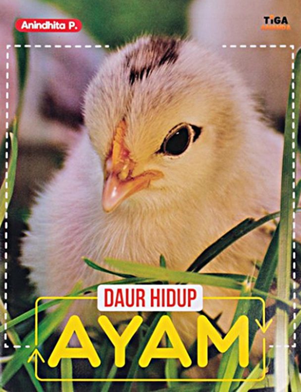 14 Jenis Ayam Hias Cantik dan Cara Merawatnya yang Baik!