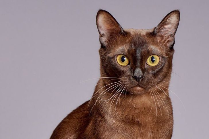 10 Jenis Ras Kucing Kecil yang Lucu dan Menggemaskan Dipelihara!