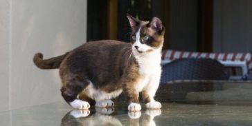 10 Jenis Ras Kucing Kecil yang Lucu dan Menggemaskan Dipelihara!