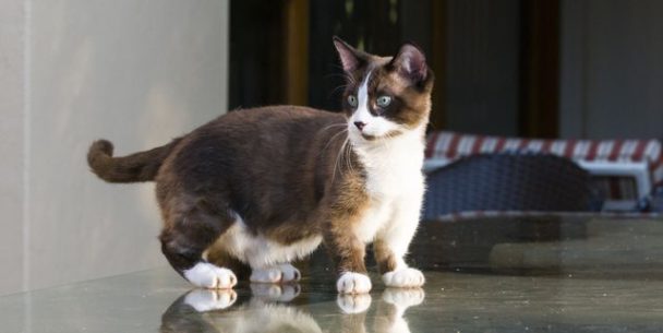 10 Jenis Ras Kucing Kecil yang Lucu dan Menggemaskan Dipelihara!
