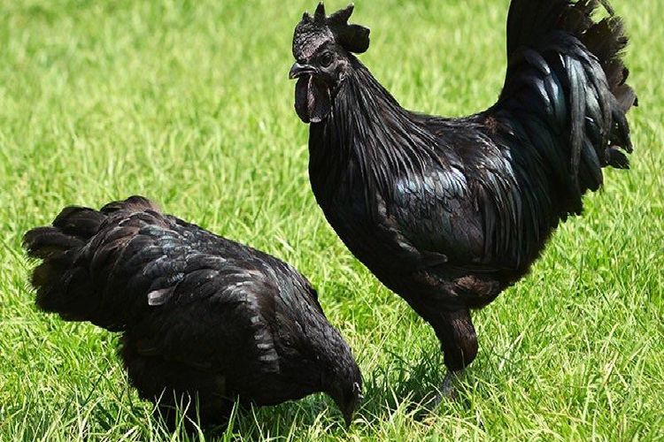 14 Jenis Ayam Hias Cantik dan Cara Merawatnya yang Baik!