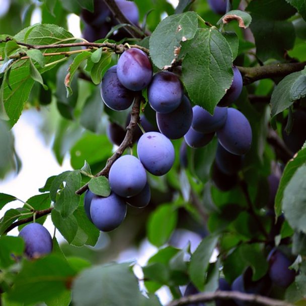 Mengenal Karakteristik Buah Plum Beserta Manfaatnya Bagi Kesehatan dan ...