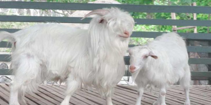 12 Jenis Kambing di Indonesia serta Manfaat dan Tips Pengolahannya!