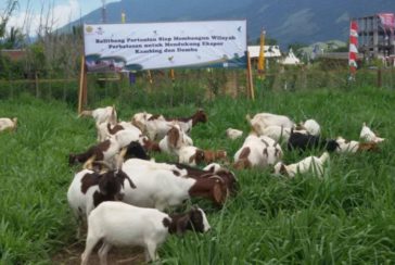 12 Jenis Kambing di Indonesia serta Manfaat dan Tips Pengolahannya!