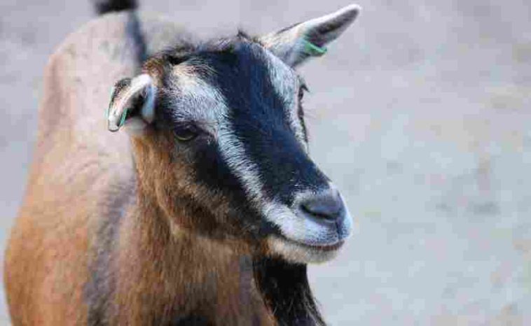 12 Jenis Kambing di Indonesia serta Manfaat dan Tips Pengolahannya!