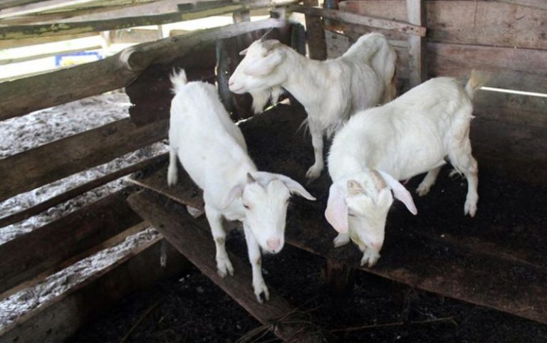 12 Jenis Kambing di Indonesia serta Manfaat dan Tips Pengolahannya!