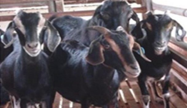12 Jenis Kambing di Indonesia serta Manfaat dan Tips Pengolahannya!
