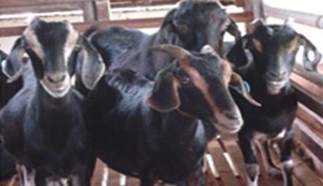 12 Jenis Kambing di Indonesia serta Manfaat dan Tips Pengolahannya!