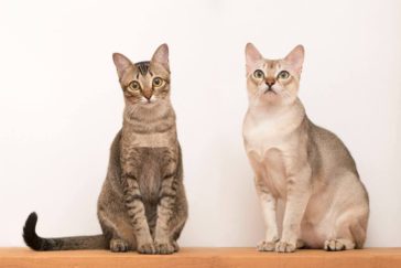 10 Jenis Ras Kucing Kecil yang Lucu dan Menggemaskan Dipelihara!