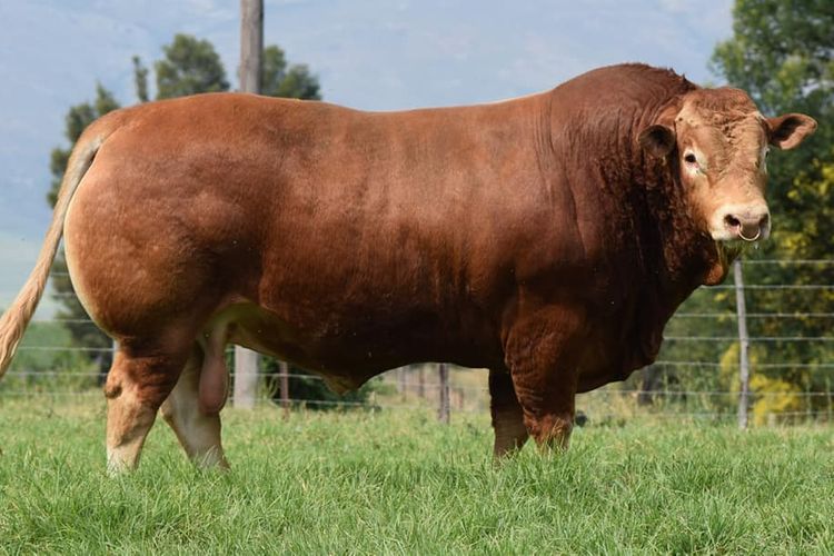 11 Jenis Sapi Ternak Di Indonesia Beserta Manfaat Bagi Kesehatan!