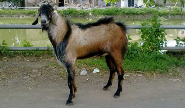 12 Jenis Kambing di Indonesia serta Manfaat dan Tips Pengolahannya!