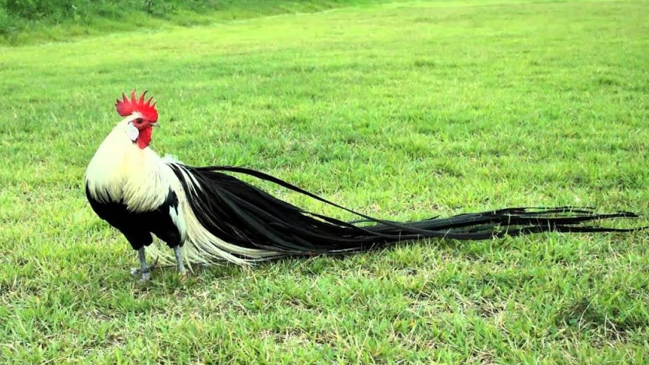 14 Jenis Ayam Hias Cantik dan Cara Merawatnya yang Baik!