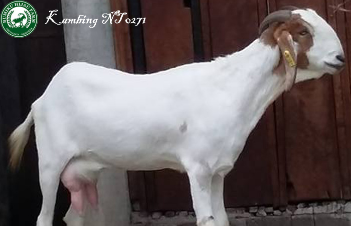 12 Jenis Kambing di Indonesia serta Manfaat dan Tips Pengolahannya!
