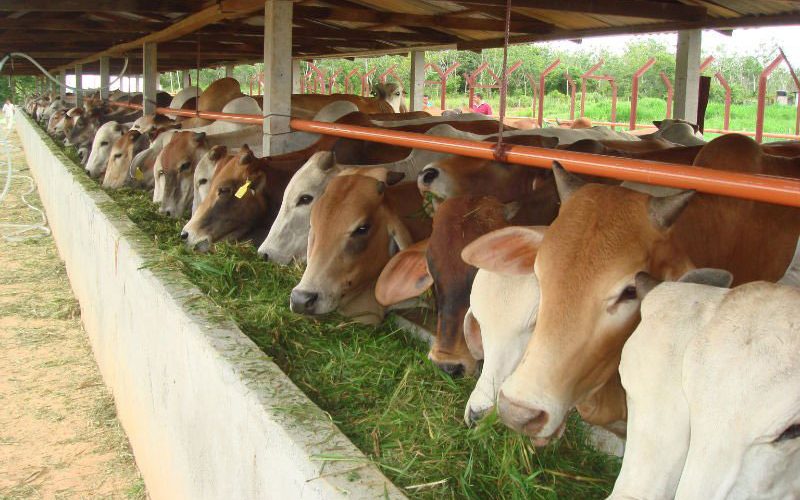 11 Jenis Sapi Ternak Di Indonesia Beserta Manfaat Bagi Kesehatan!