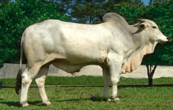 11 Jenis Sapi Ternak Di Indonesia Beserta Manfaat Bagi Kesehatan!