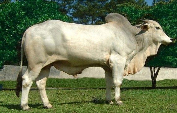 11 Jenis Sapi Ternak Di Indonesia Beserta Manfaat Bagi Kesehatan!