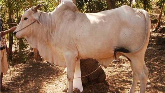 11 Jenis Sapi Ternak Di Indonesia Beserta Manfaat Bagi Kesehatan!