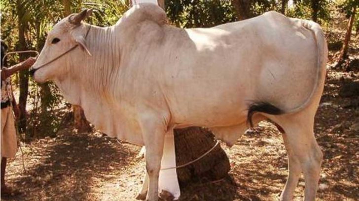 11 Jenis Sapi Ternak Di Indonesia Beserta Manfaat Bagi Kesehatan!