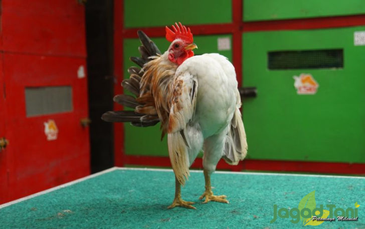 14 Jenis Ayam Hias Cantik dan Cara Merawatnya yang Baik!