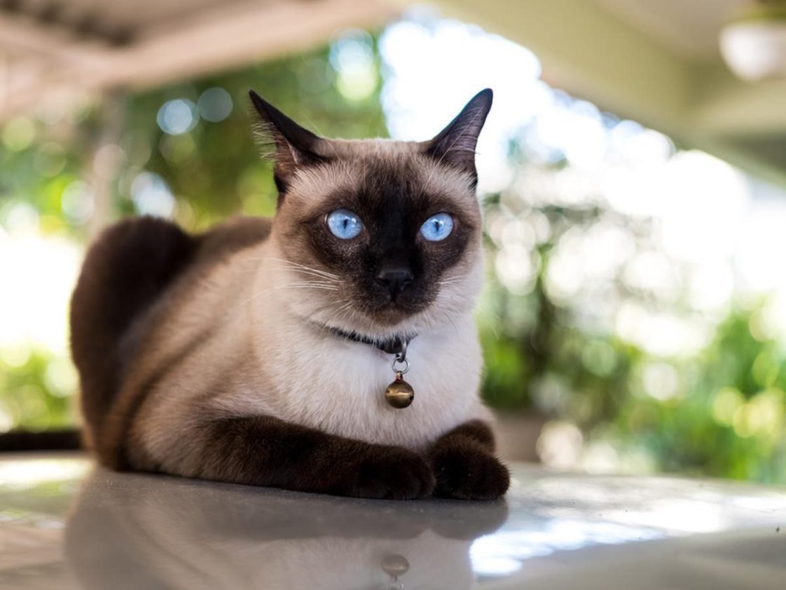 10 Jenis Ras Kucing Kecil yang Lucu dan Menggemaskan Dipelihara!