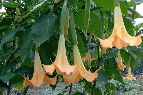 8 Fakta Tumbuhan Kecubung dan Tanaman Beracun Lainnya - Best Seller ...