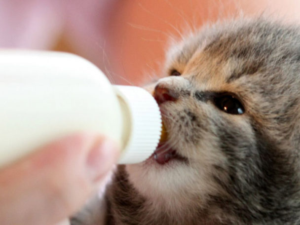 15 Rekomendasi Susu untuk Bayi Kucing Terbaik dan Terjangkau!
