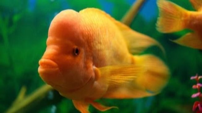 Ikan Red Devil Adalah Ikan yang Ganas, Berikut Fakta Uniknya!