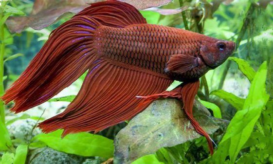 11 Jenis Ikan Cupang Termahal dan Cara Merawatnya yang Tepat!