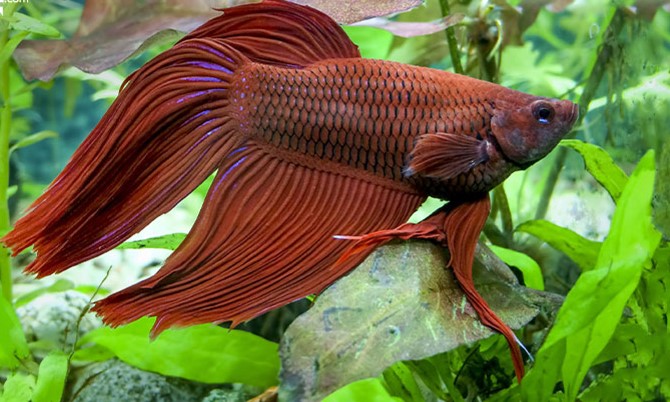 11 Jenis Ikan Cupang Termahal dan Cara Merawatnya yang Tepat!