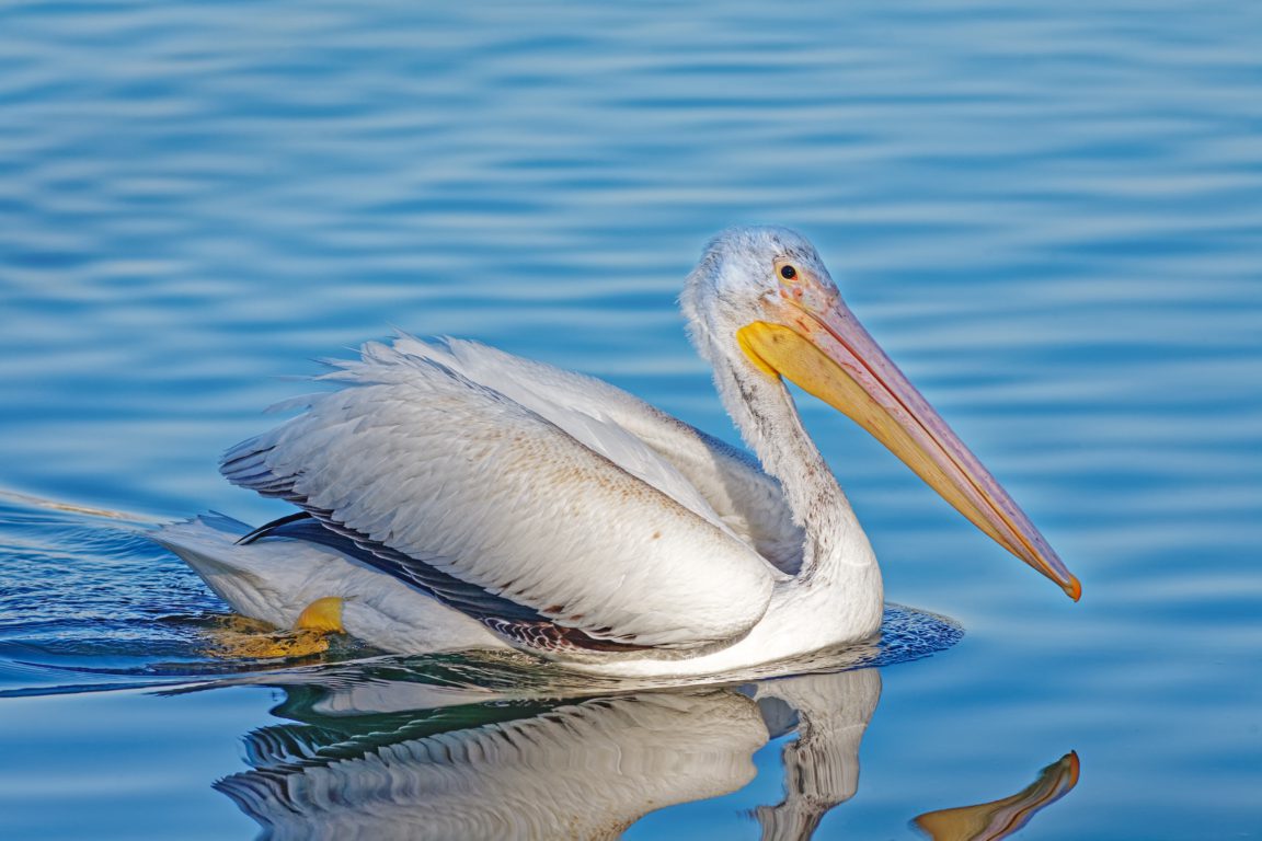 13 Burung Terbesar di Dunia dan Fakta Menariknya, Ada Apa Saja Ya?