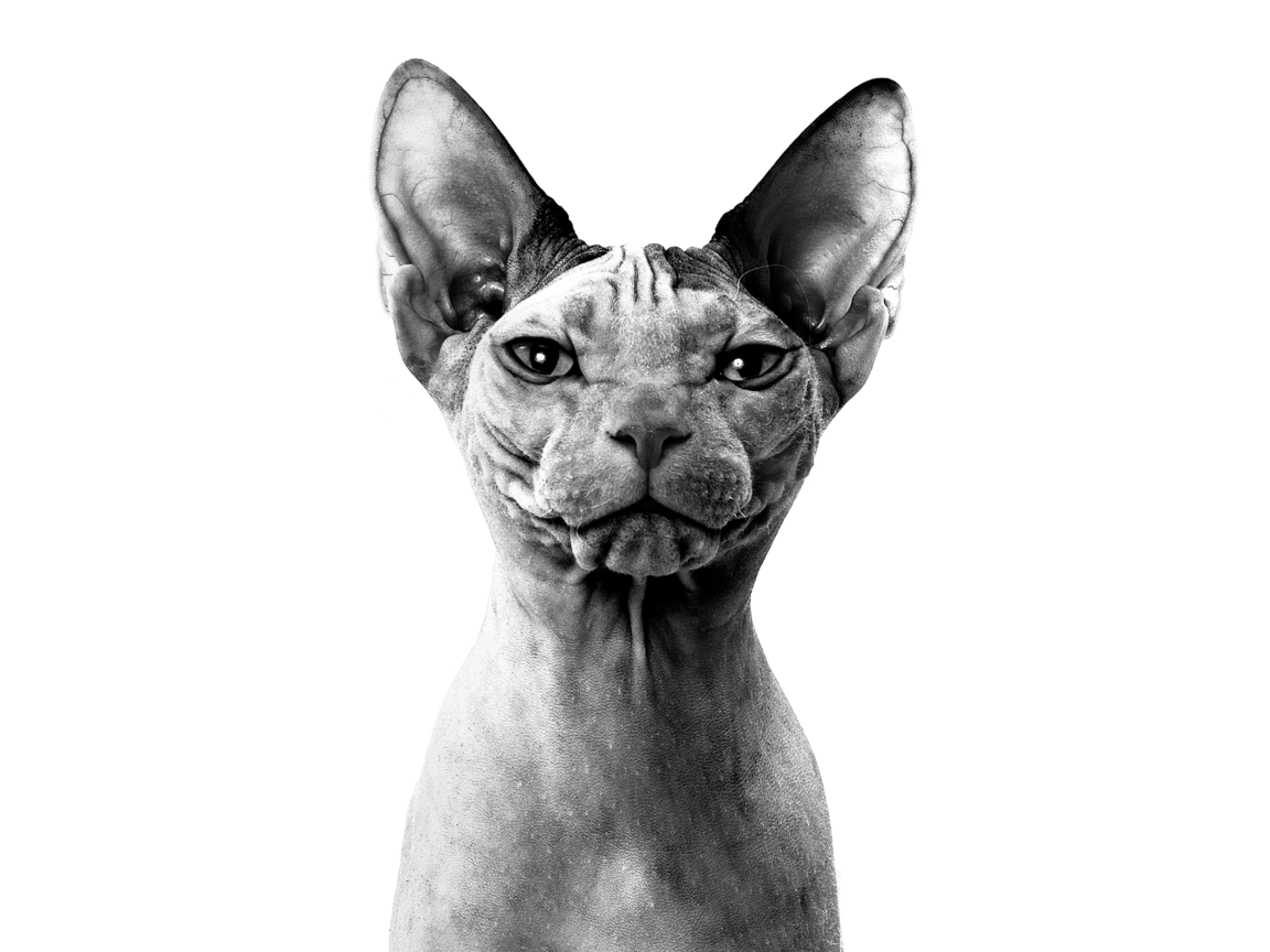 Mari Mengenal Kucing Tanpa Bulu, Sphynx yang Menggemaskan!