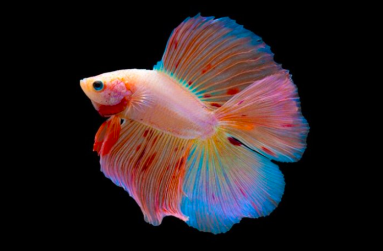 11 Jenis Ikan Cupang Termahal dan Cara Merawatnya yang Tepat!