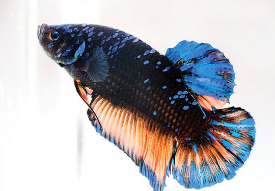 11 Jenis Ikan Cupang Termahal dan Cara Merawatnya yang Tepat!